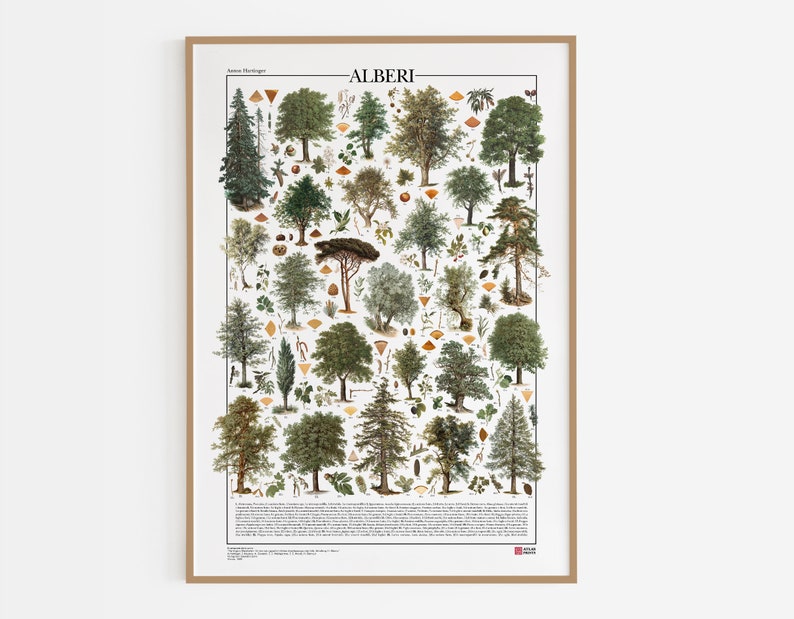Tree Posters / 26 Illustrations of Different Types of Trees With More ...