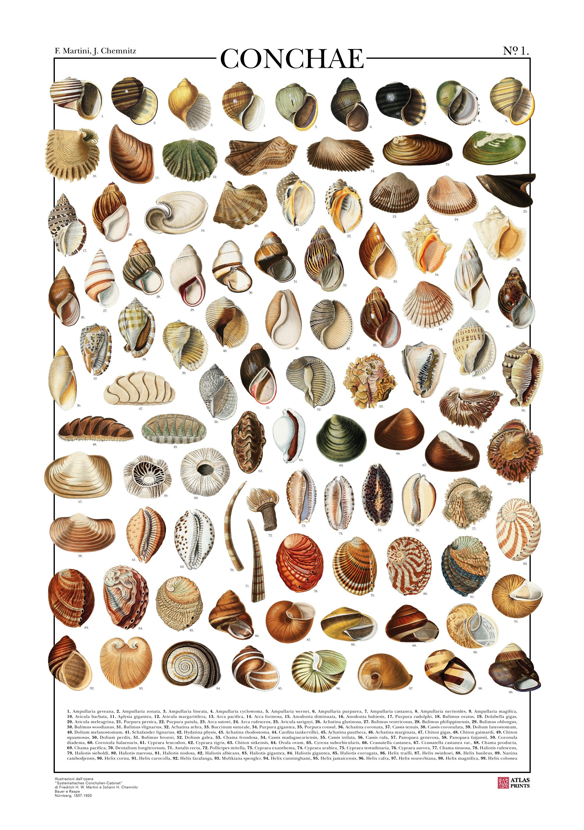 2 Posters Series Conchae / Seashells - Etsy