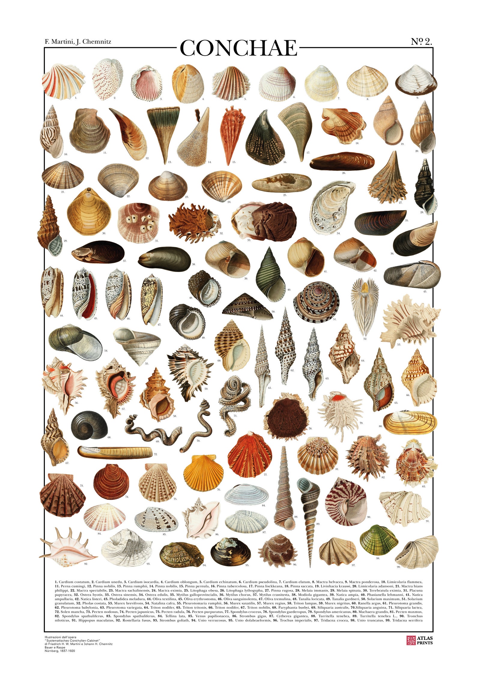 2 Posters Series Conchae / Seashells - Etsy