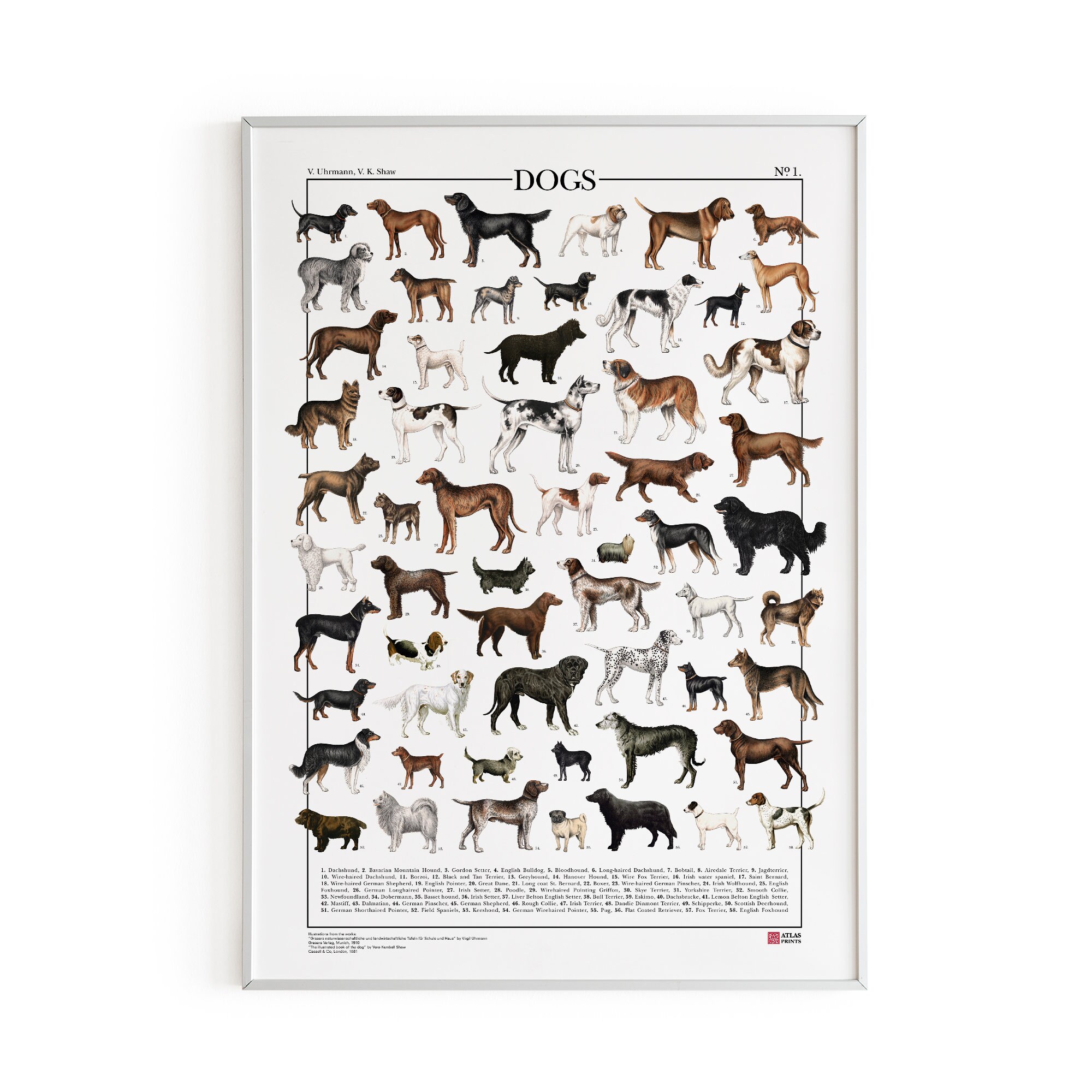 Poster Dogs 58 Dog Breeds Poster, Dog Lover Gift, Dog Breeds ...