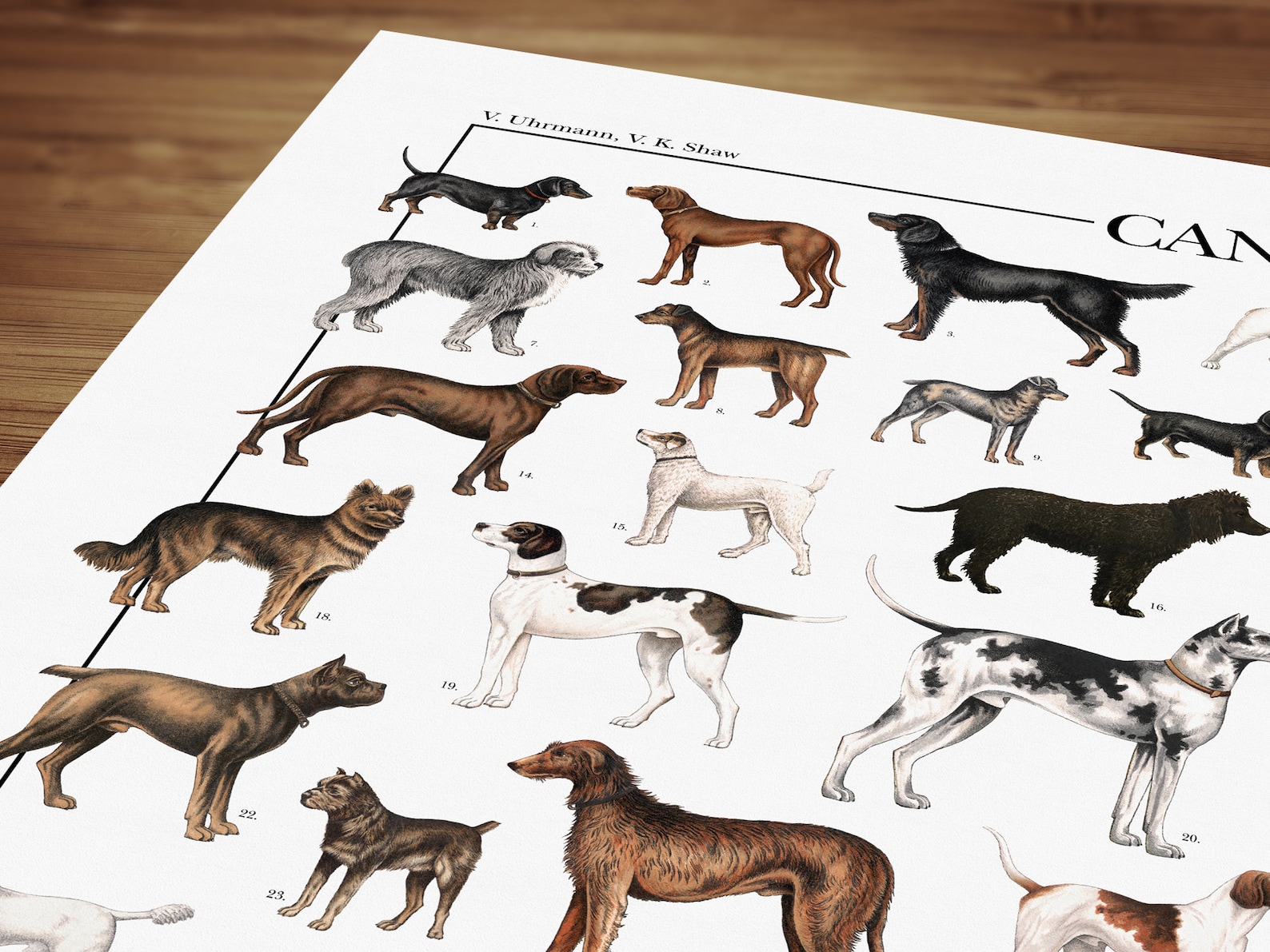 Poster Dogs 58 Dog Breeds Poster, Dog Lover Gift, Dog Breeds ...