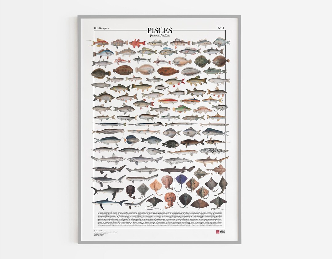 Poster Pisces N.1 / Italian Fish, Print With 106 Illustrations of ...
