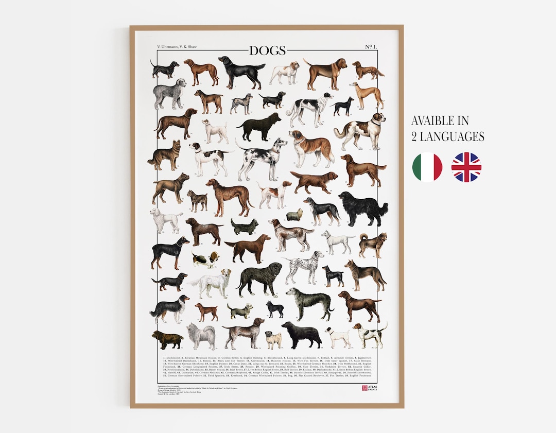 Dogs Poster / Print With 58 Illustrations of Different Dog Breeds - Etsy