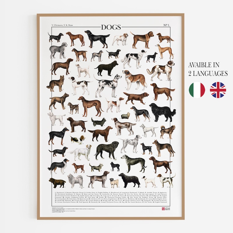 Dog Breeds Poster - Etsy