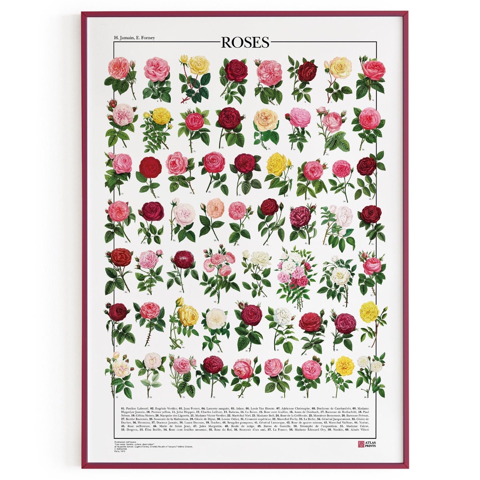 Poster Roses, 60 Varieties of Roses, Vintage Botanical Roses Types ...