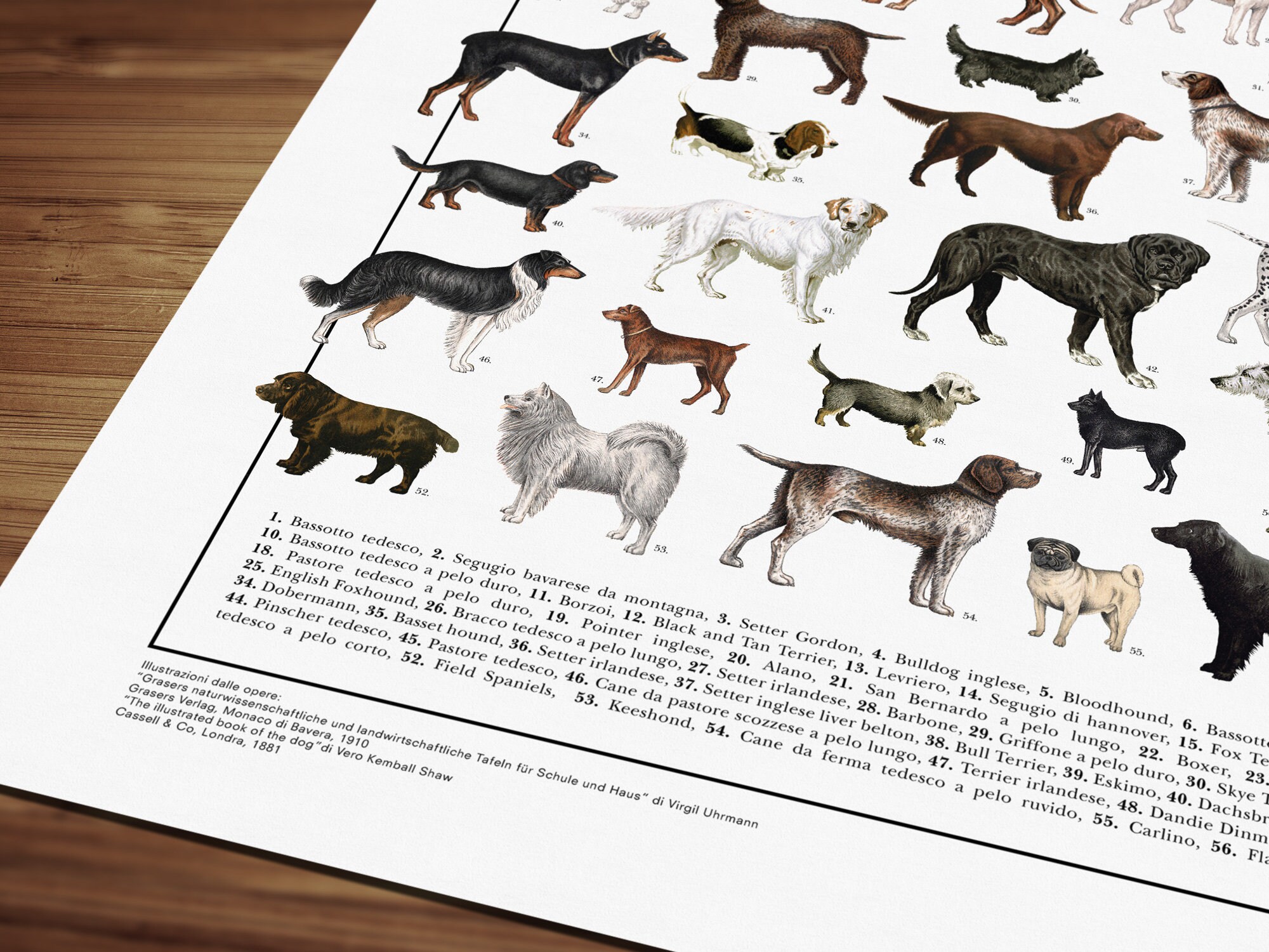 Poster Dogs 58 Dog Breeds Poster, Dog Lover Gift, Dog Breeds ...