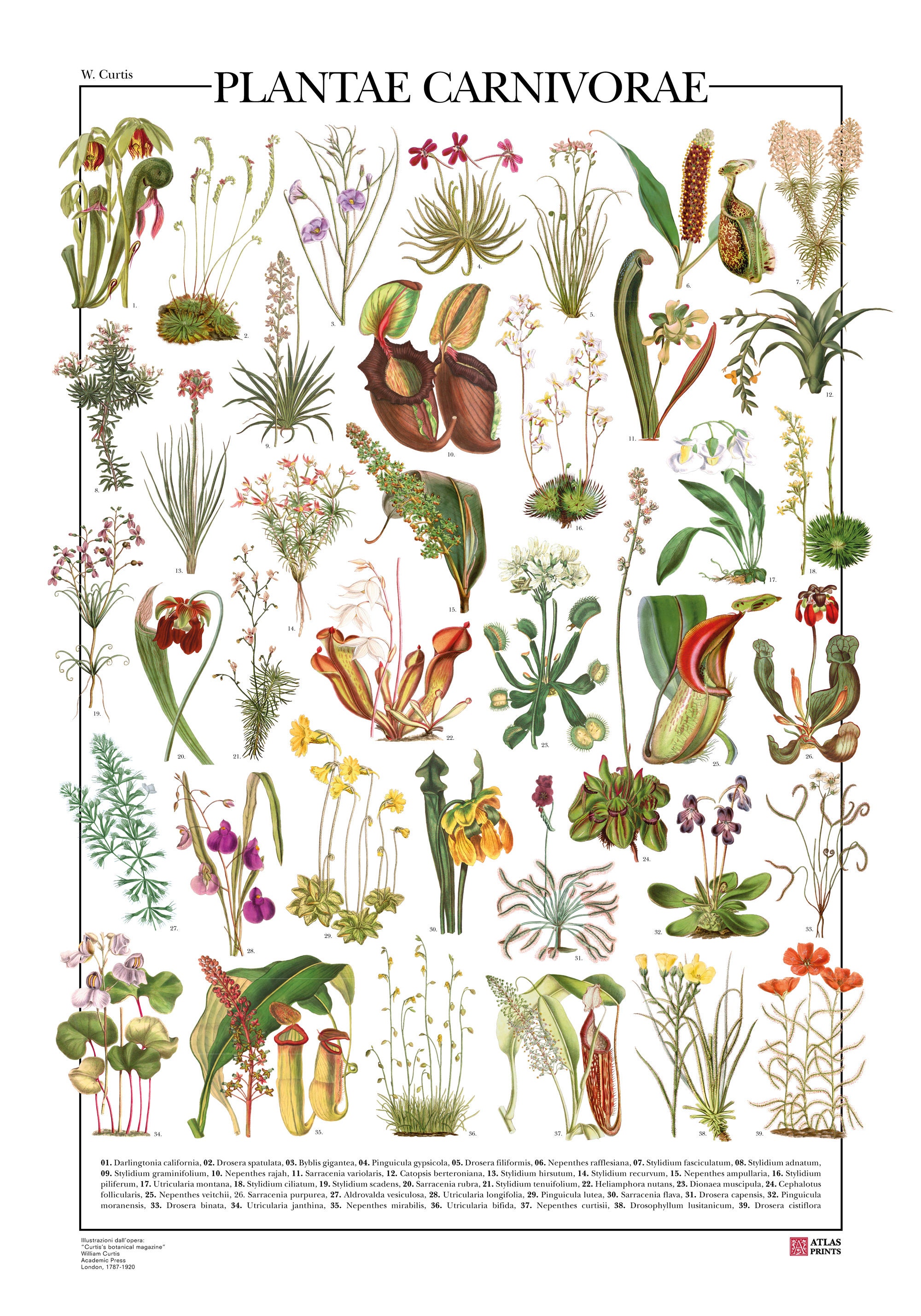 Plantae Carnivorae Poster, 39 Illustrations of Carnivorous ...