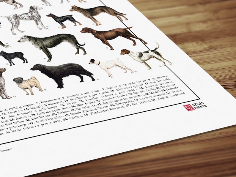 Dogs Poster, Print With 58 Illustrations of Different Dog Breeds - Etsy