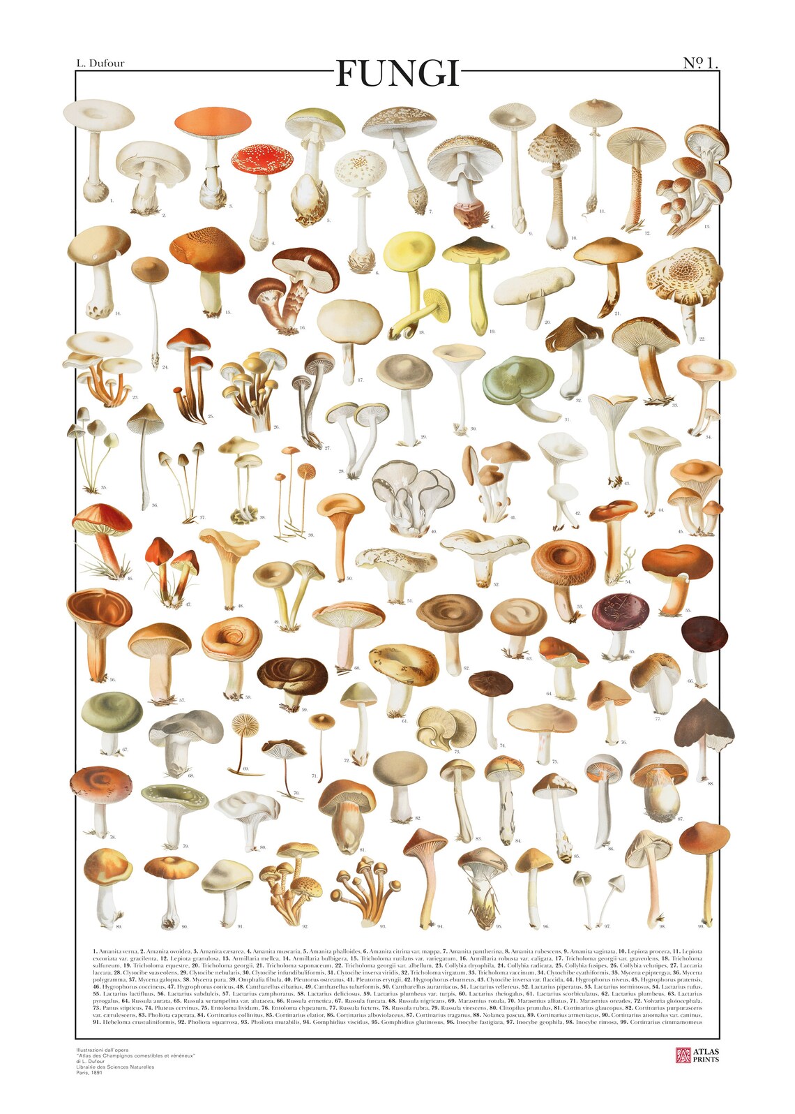 Set of 2 Fungi / Mushrooms Posters, 2 Prints With 199 Illustrations of ...
