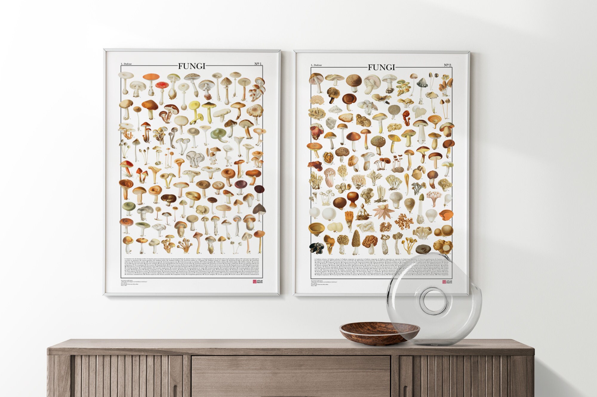Set of 2 Fungi / Mushrooms Posters, 2 Prints With 199 Illustrations of ...