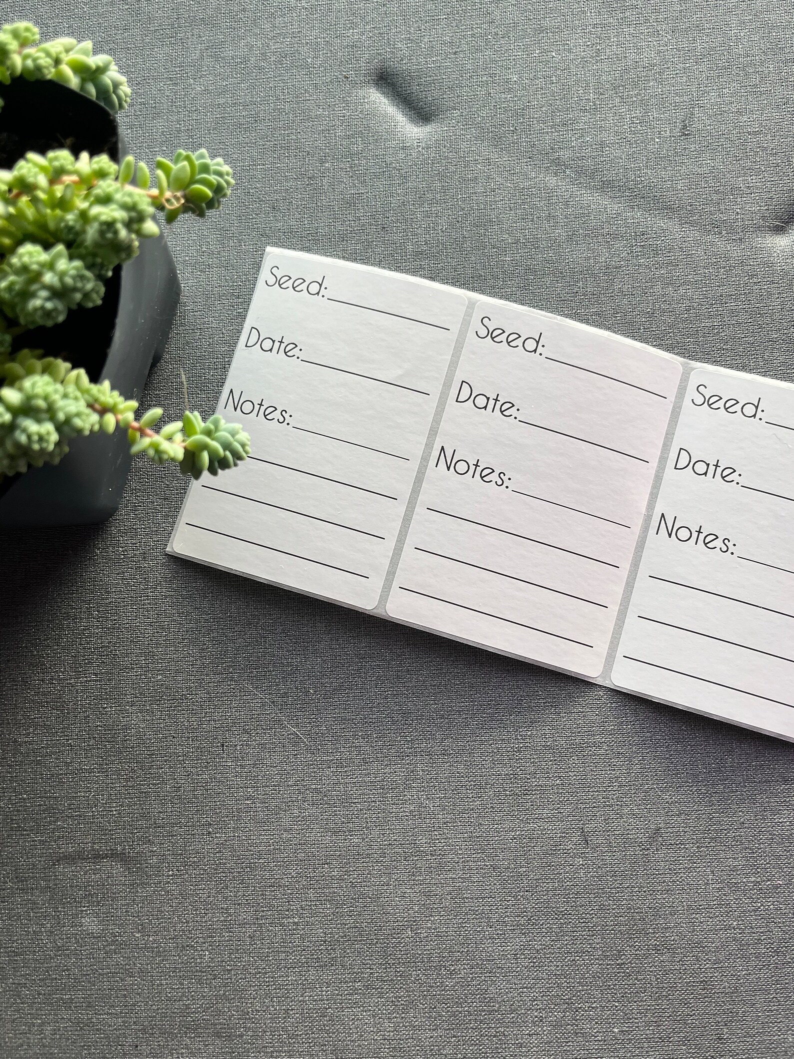 Seed Envelope Labels | Seed Labels | 2 X 3 Label | Set of 5 Labels - Etsy