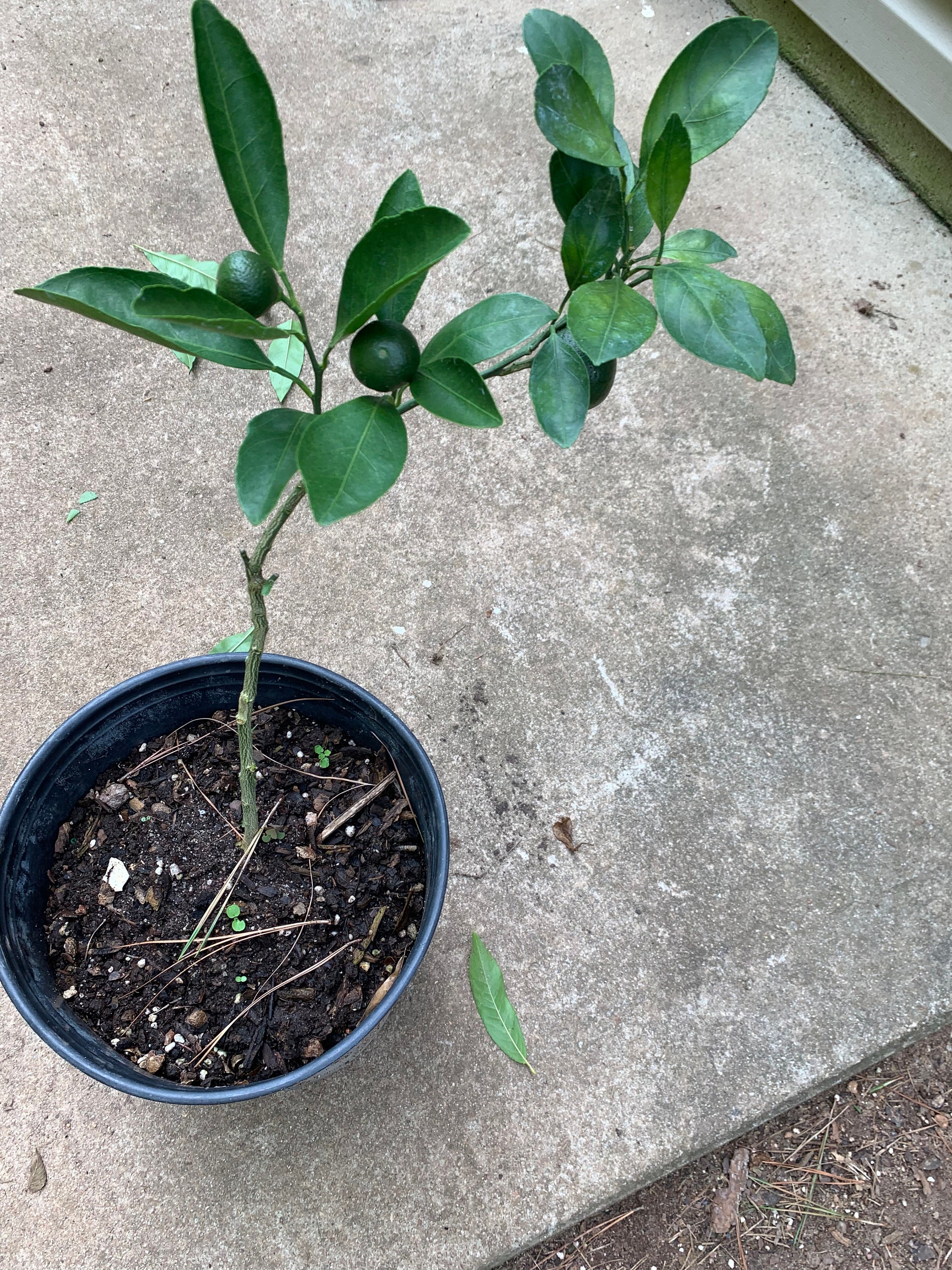 Satsuma Fruit Tree - Etsy