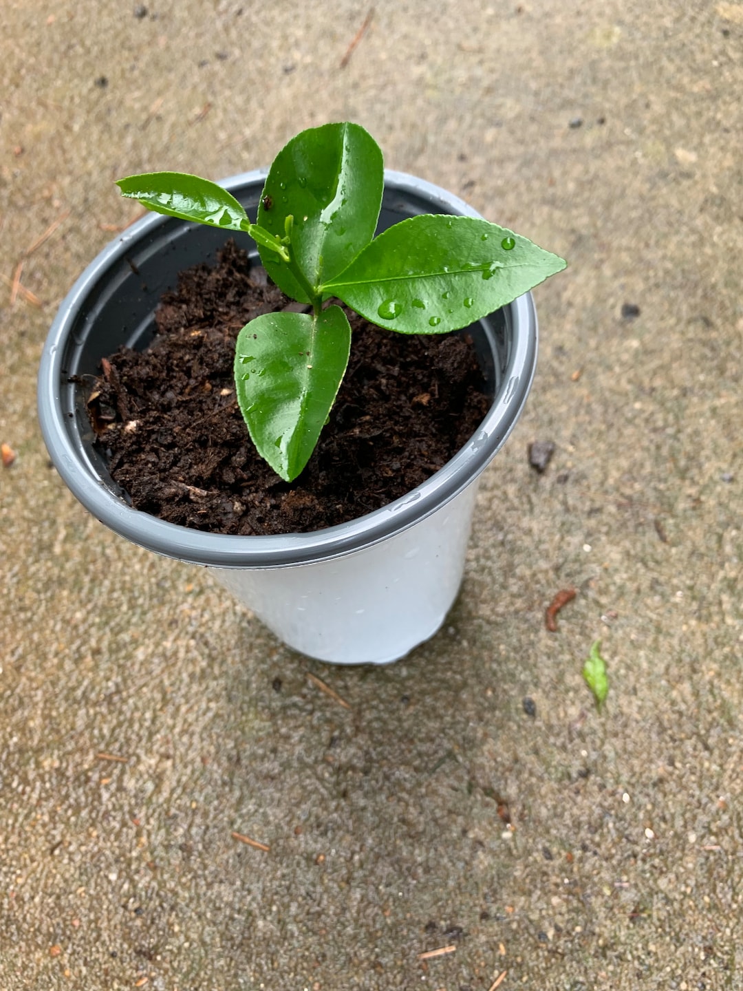 Grapefruit Trees Shipped in 4ins Pot - Etsy