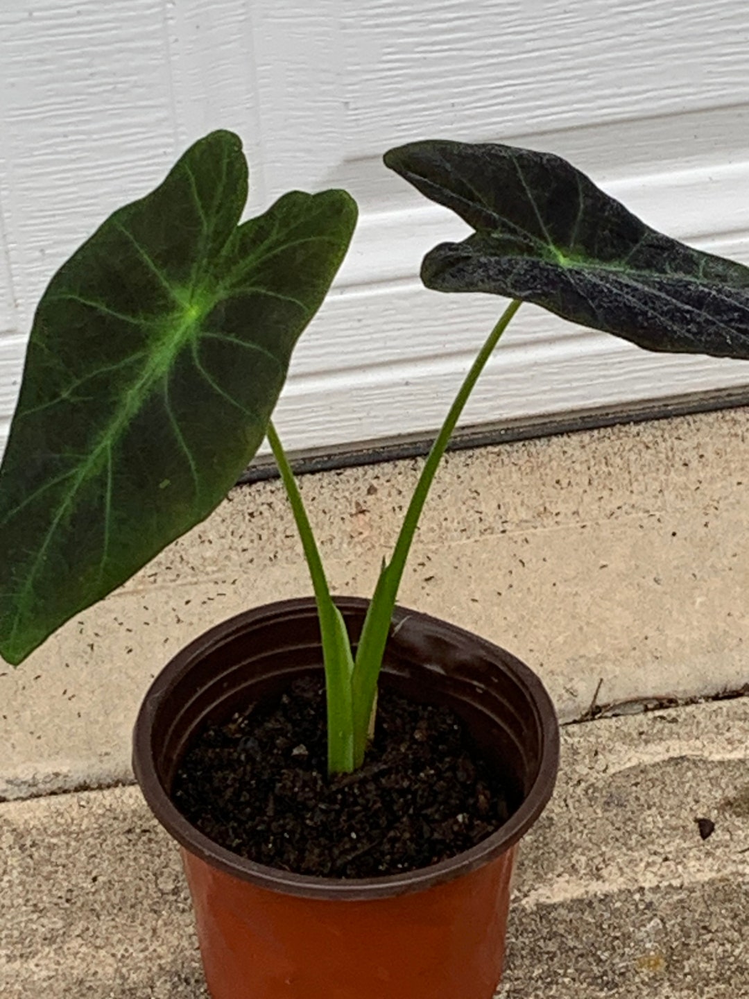 Purple, and Green Elephant Ears - Etsy