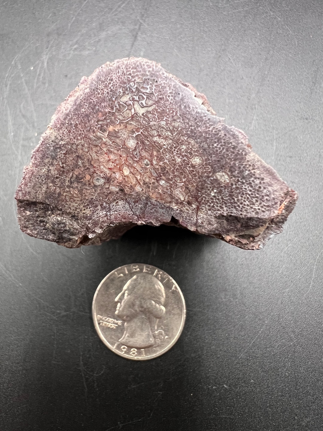Gembone Dinosaur Bone Specimen 2.85oz Free Shipping - Etsy