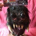 Free Shipping Today! Halloween Adult Spider Monster Latex Deluxe Mask ...