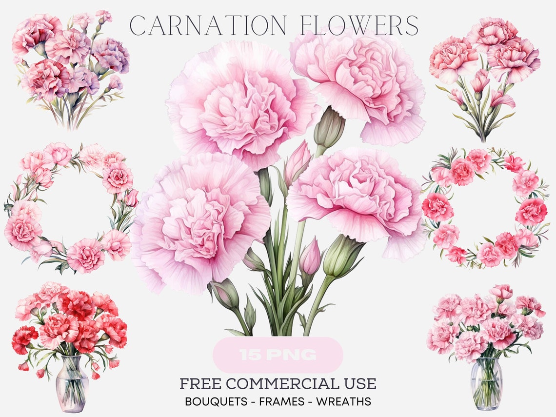 Watercolor Pink Carnation Clipart Floral Graphics in PNG - Etsy
