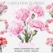 Watercolor Pink Carnation Clipart Floral Graphics in PNG - Etsy