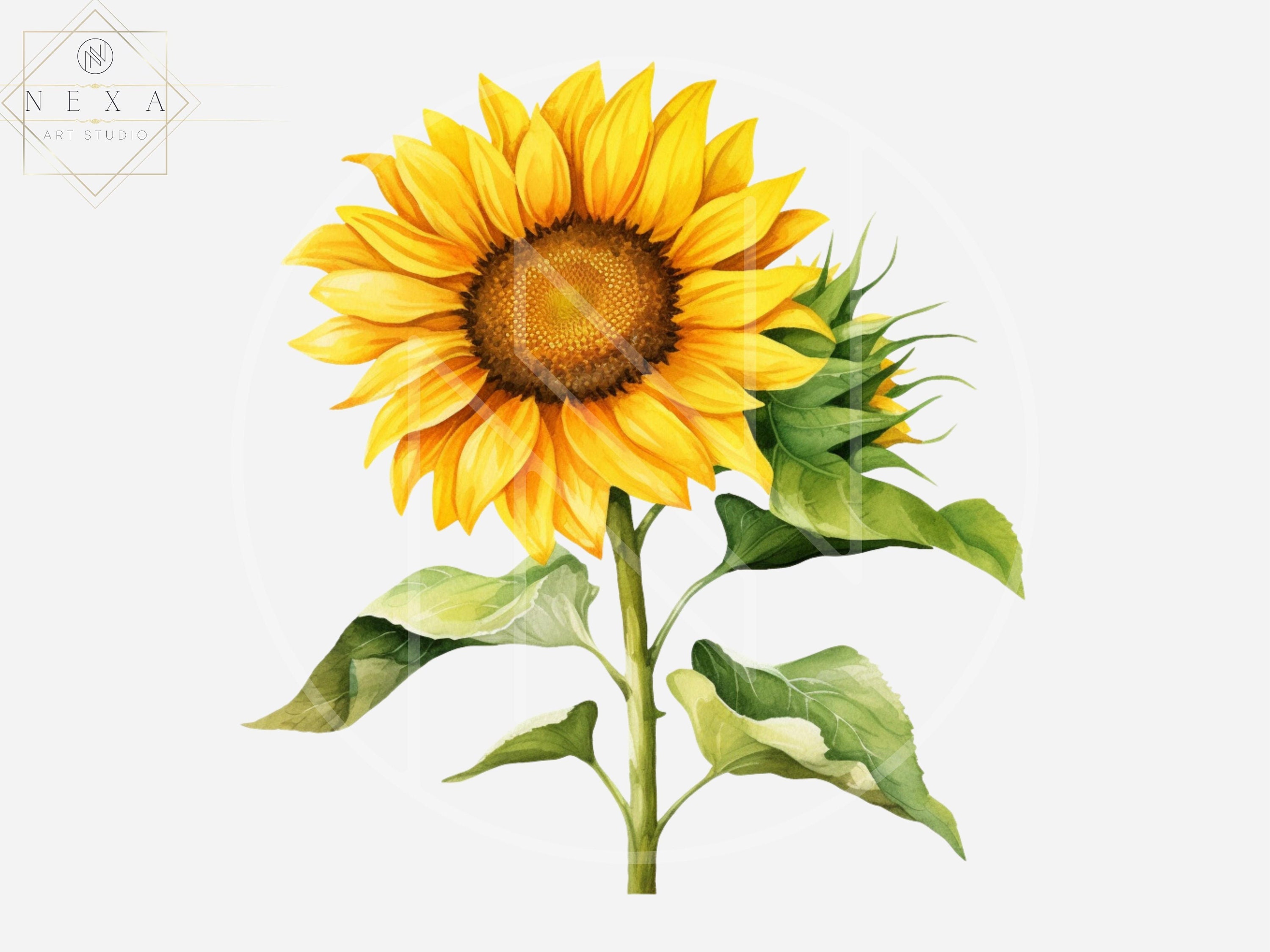 Sunflowers PNG Watercolor Floral Clipart Bouquetscommercial - Etsy