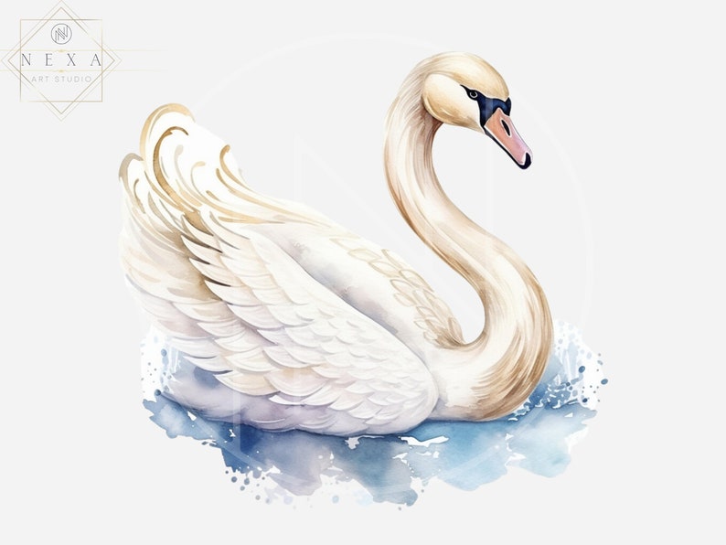 Watercolor White Swan Clipart Set, Swan Illustrations, Instant Download ...
