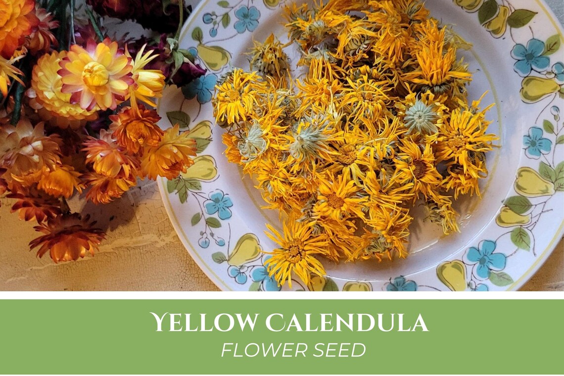 Yellow Calendula Seeds I Pot Marigold, Flowers Attract Bees, Medicinal ...