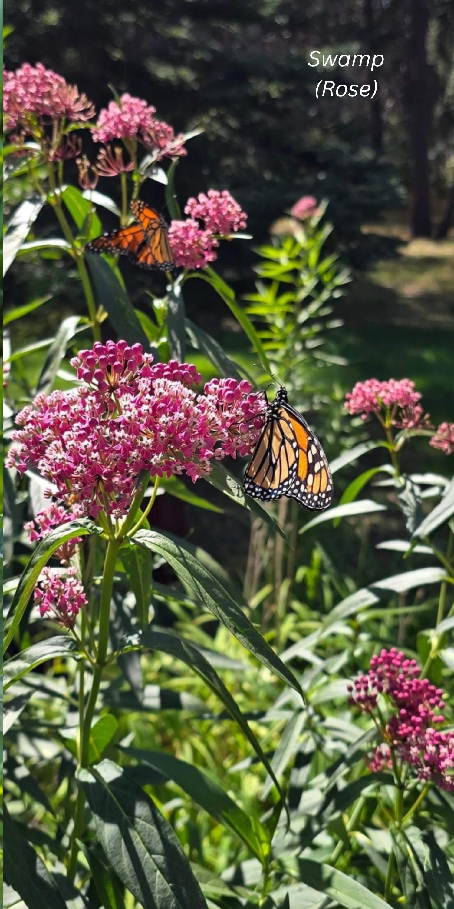 4 PACKS of Milkweed: Showy, Narrowleaf, Swamp, Butterfly Weed. Monarch ...