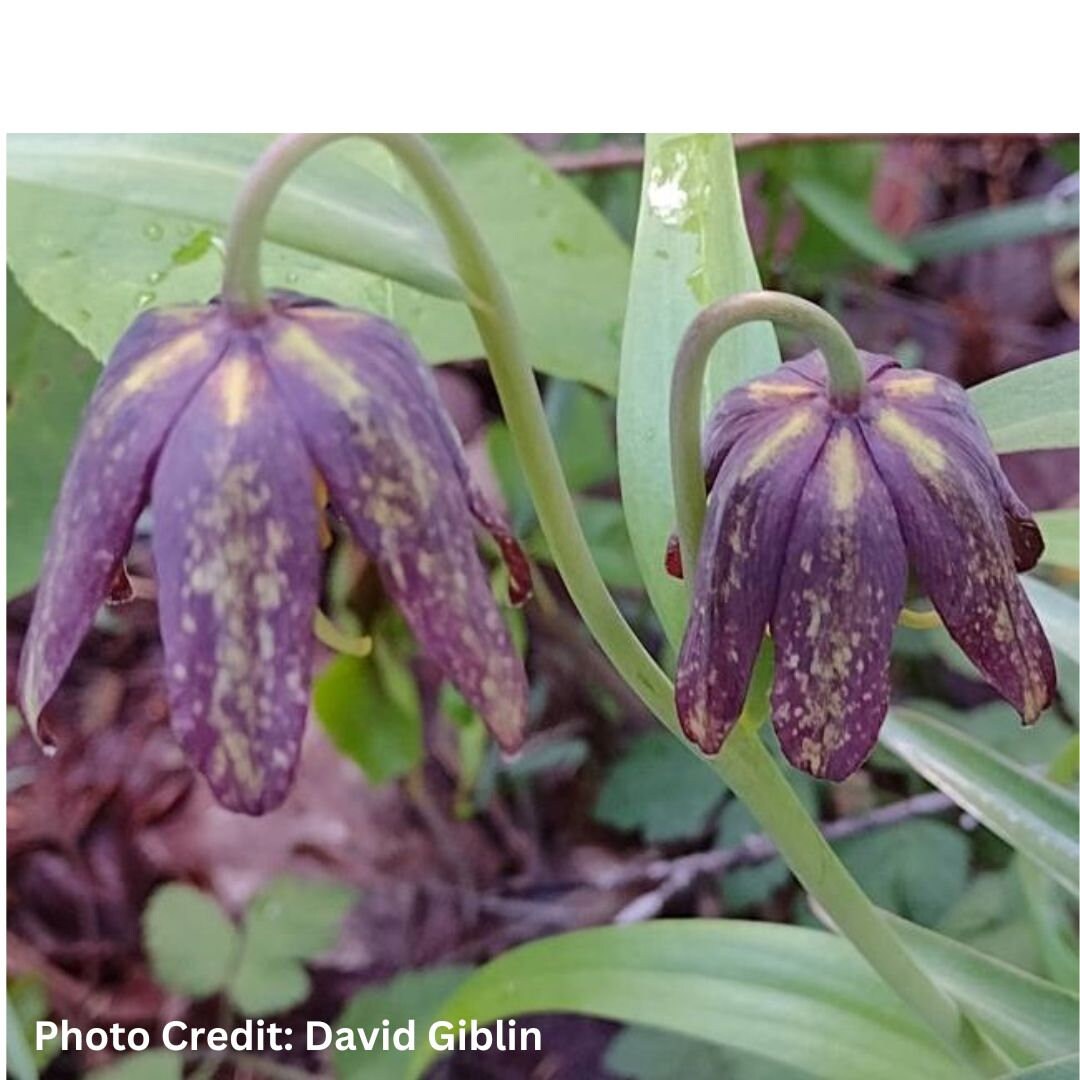 F. AFFINIS 200 Chocolate Lily Seeds - Checker Lily, Perennial, Wild ...