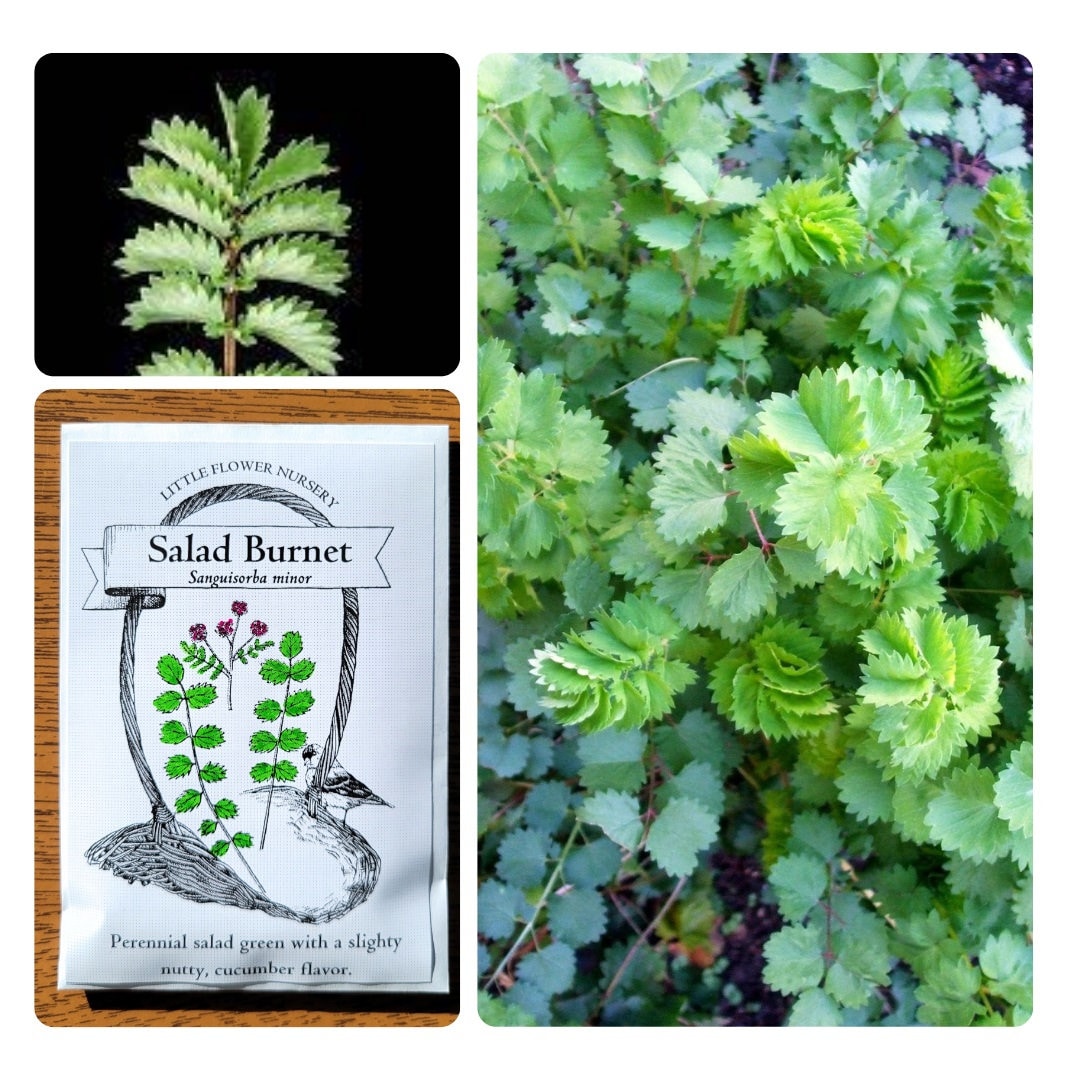 100 Salad Burnet Seeds Sanguisorba Minor Artistic Seed - Etsy