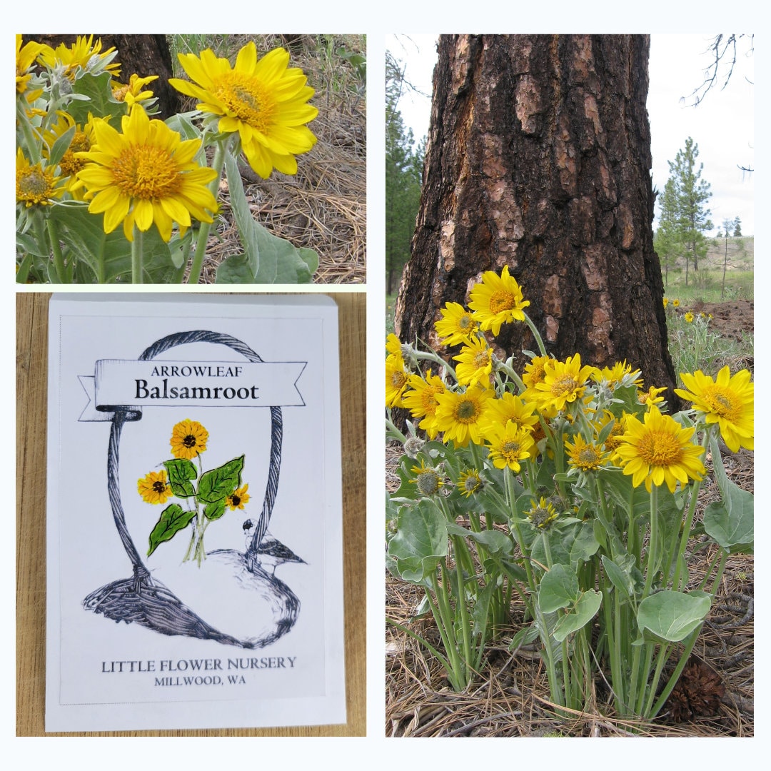 Arrowleaf BALSAMROOT Seeds | Wild Harvested, Balsamorhiza Sagittata ...