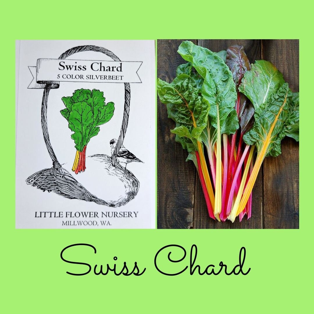 Artistic Seed Packet Swiss Chard Seeds five Color Silverbeet Heirloom ...