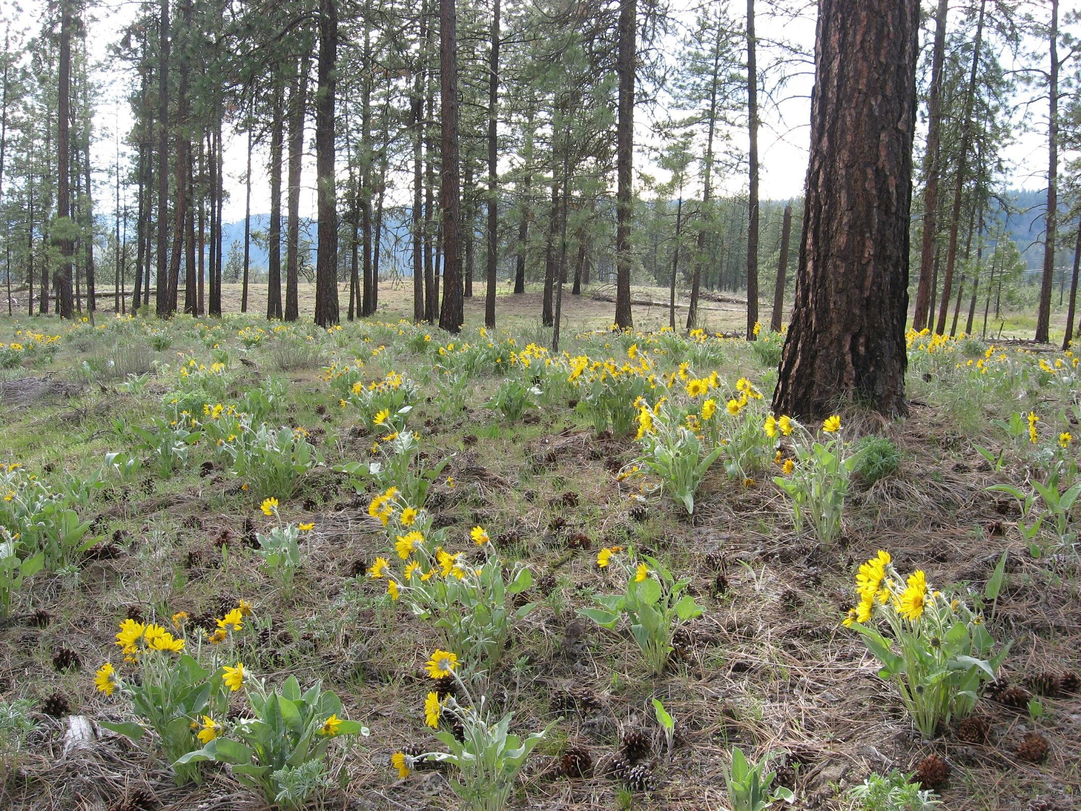 100 Arrowleaf BALSAMROOT Seeds | Wild Harvested, Balsamorhiza Sagittata ...