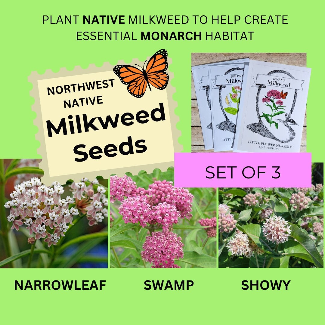 3 PACKS Western Native Milkweed Seeds Asclepias Asclepia Incarnata, A ...