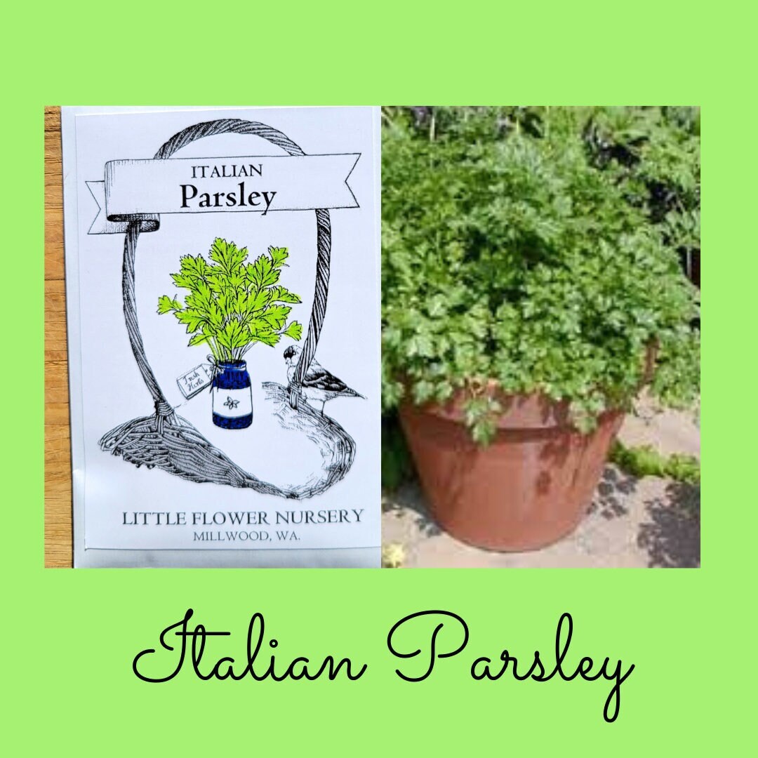 Artistic Seed Packet: Italian Parsley - Etsy