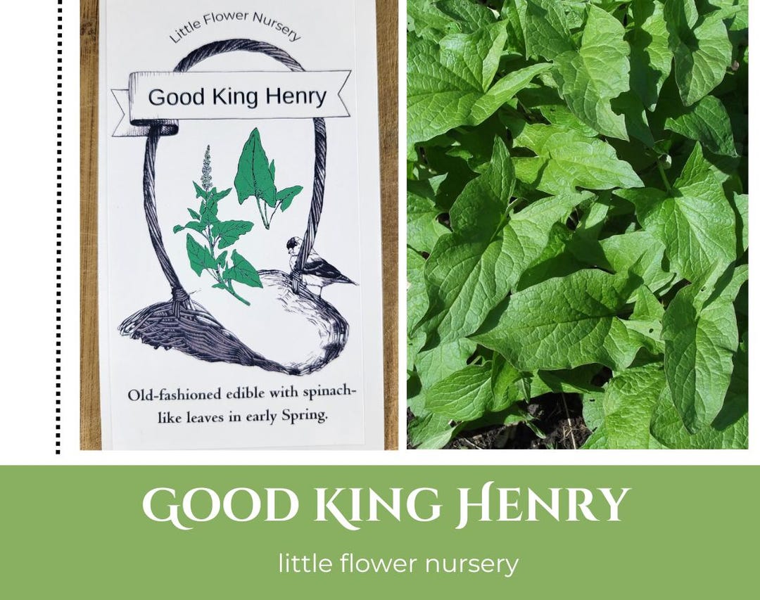 100 Good King Henry Seeds | - RARE Perennial, Heirloom Vegetable, Fat ...