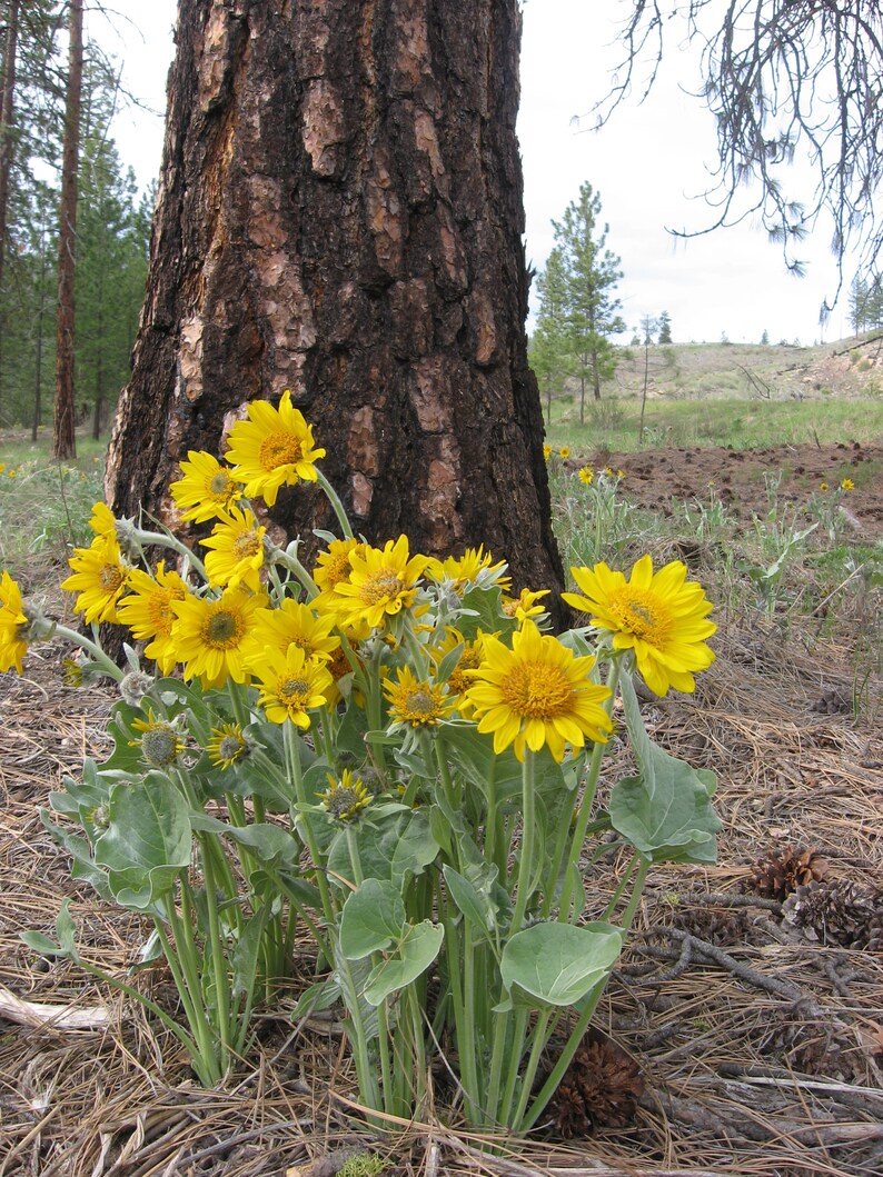 100 Arrowleaf BALSAMROOT Seeds | Wild Harvested, Balsamorhiza Sagittata ...