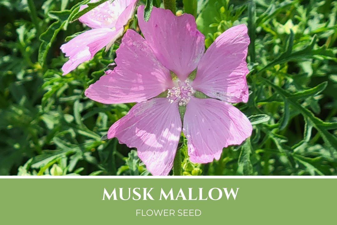 Musk Mallow Seeds | Malva Moschata, Rose Mallow, Musk-mallow, Perennial ...