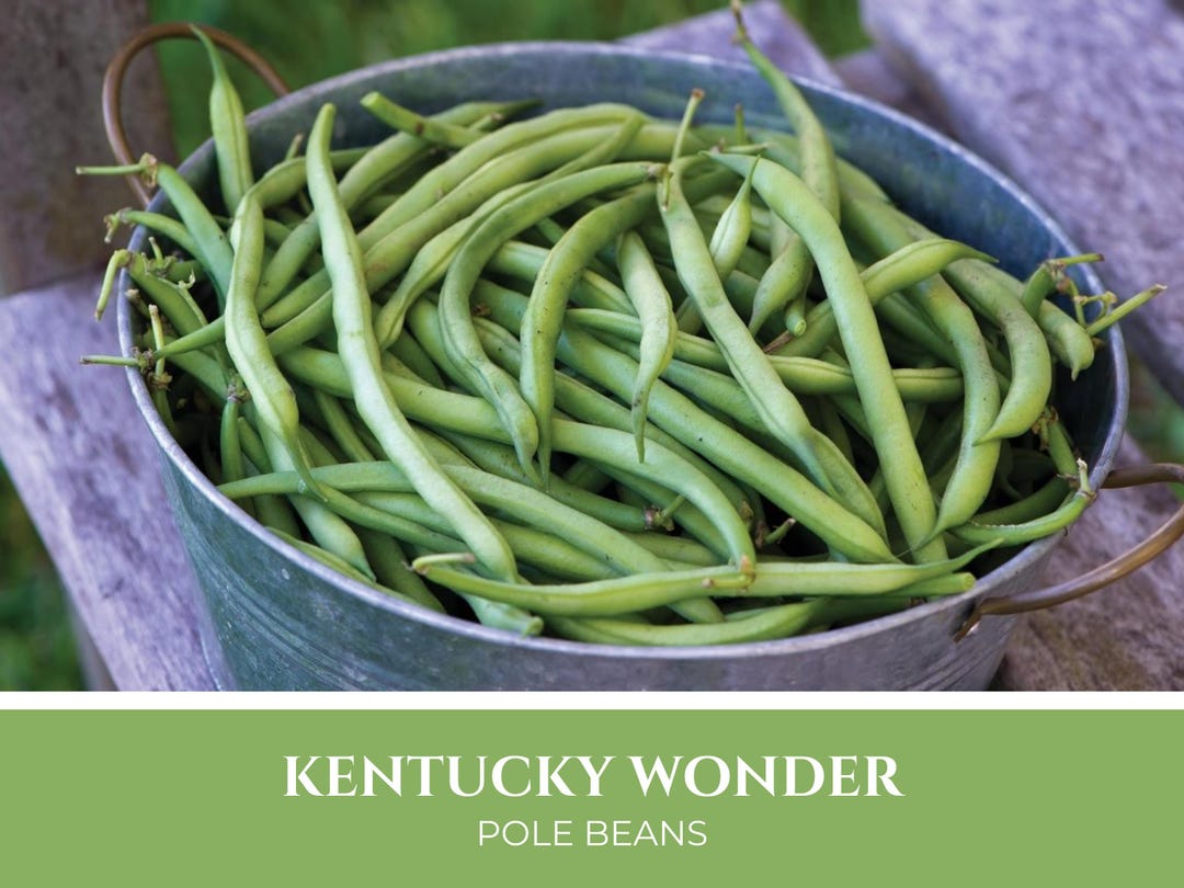 50 Kentucky Wonder POLE Beans |heirloom, Open Pollinated, Vegetable ...