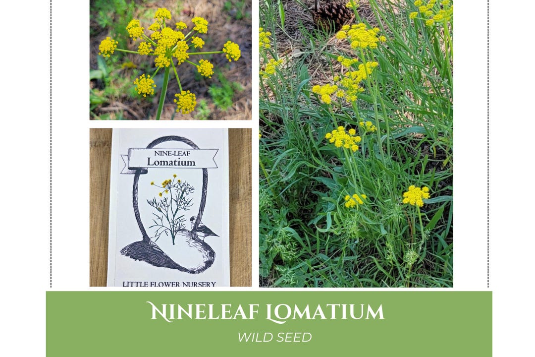 100 Lomatium Seeds (biscuitroot)| Nineleaf Lomatium, Perennial, Native ...