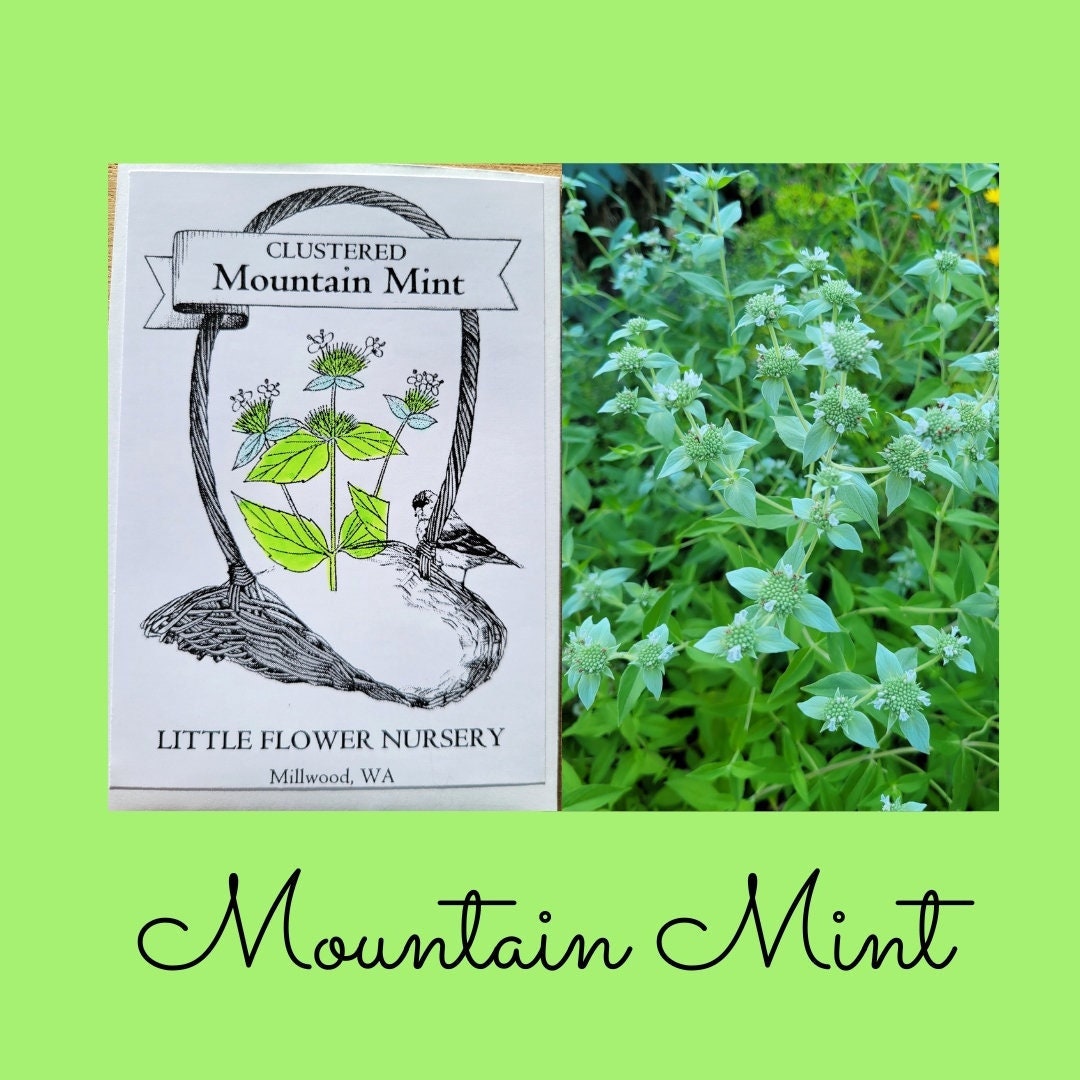 P. MUTICUM Mountain Mint Seeds Artistic Seed Packet, Native, Tea Herb ...