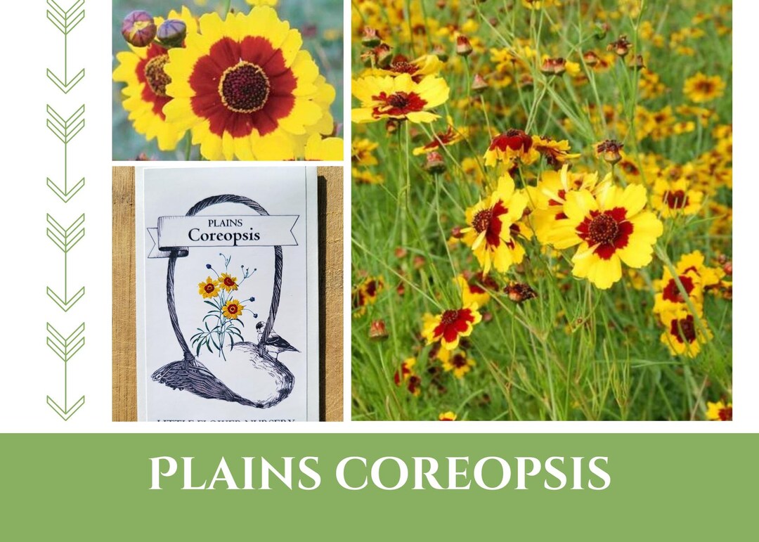 300 Plains COREOPSIS Seeds | C. Tinctoria, Golden Tickseed, Calliopsis ...