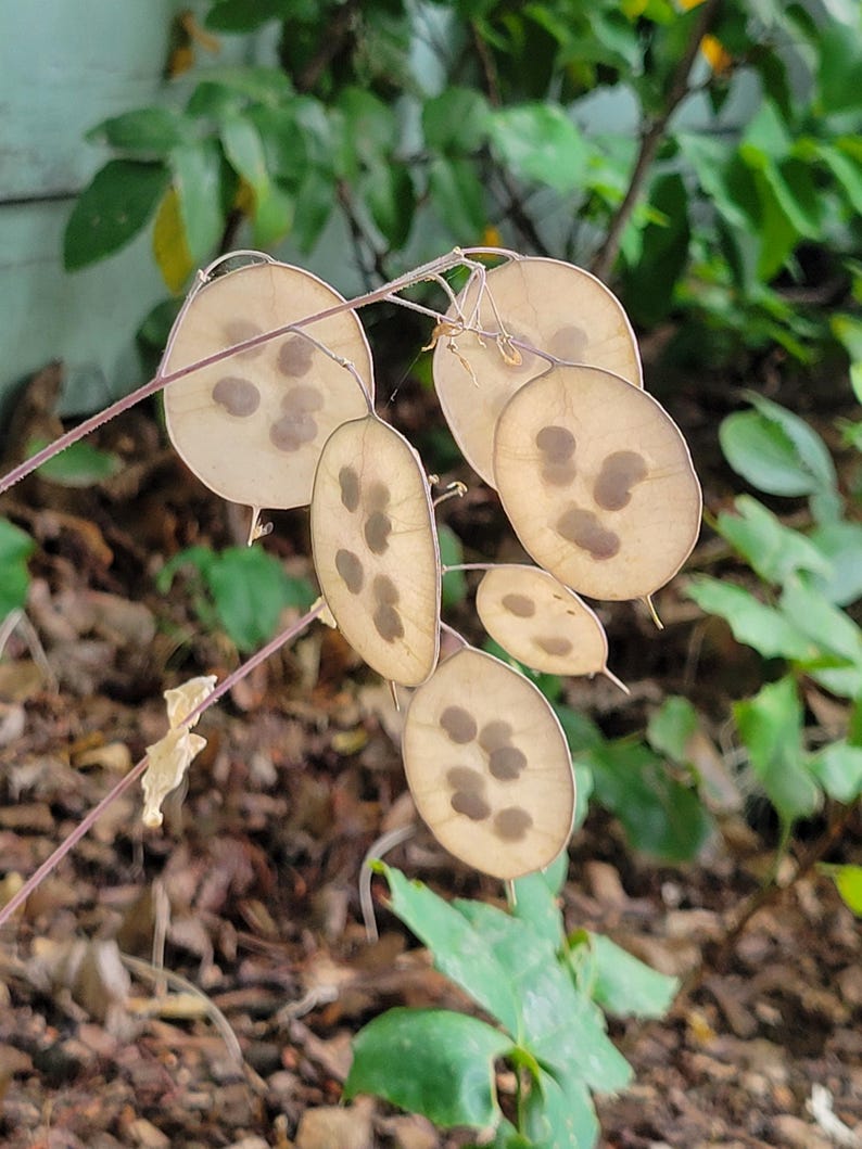 Money Plant Seeds | Honesty, Lunaria Annua, Purple Flowers, Heirloom ...