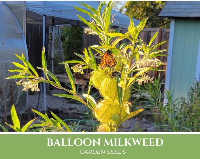 BALLOON Milkweed Seeds | Gomphocarpus Physocarpus, Swan Milkweed ...