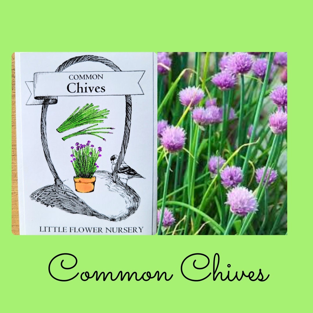 Artistic Seed Packet Common Chives - Etsy