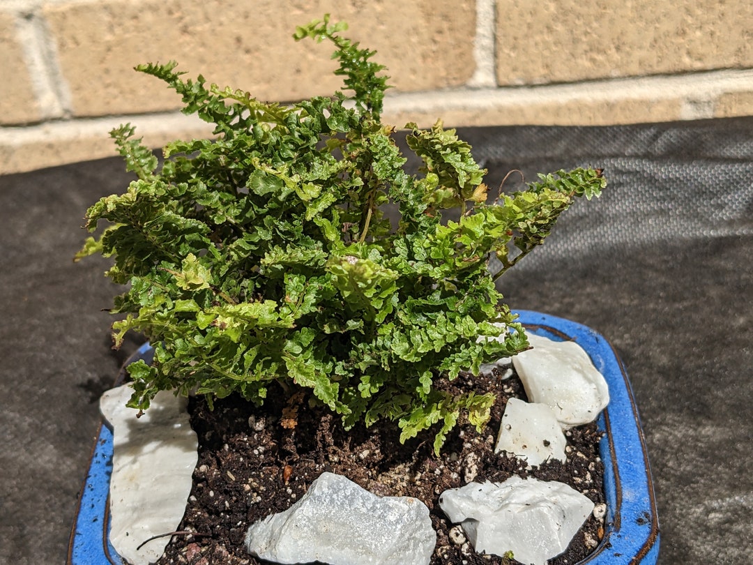 World's Smallest Boston Fern - Etsy