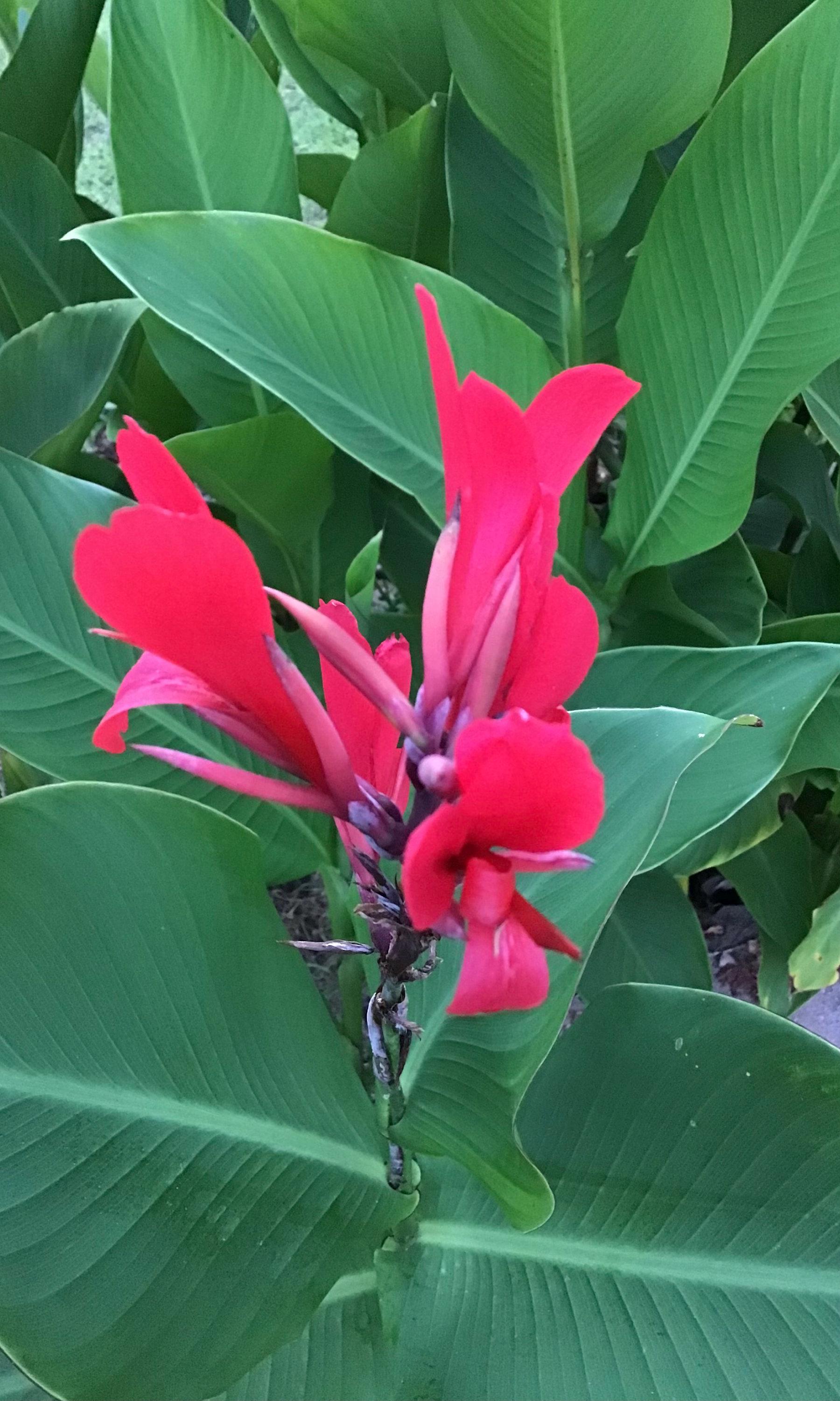Live Canna Lily one Gallon Pot With Creeping Jenny Free Pollinator ...