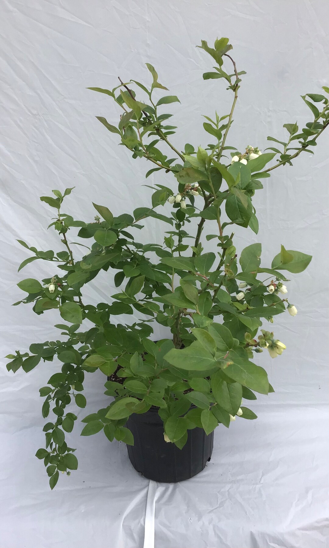 Sharp Blue Blueberry Plant one Gallon Pot Free Zinnia Flower Seeds - Etsy