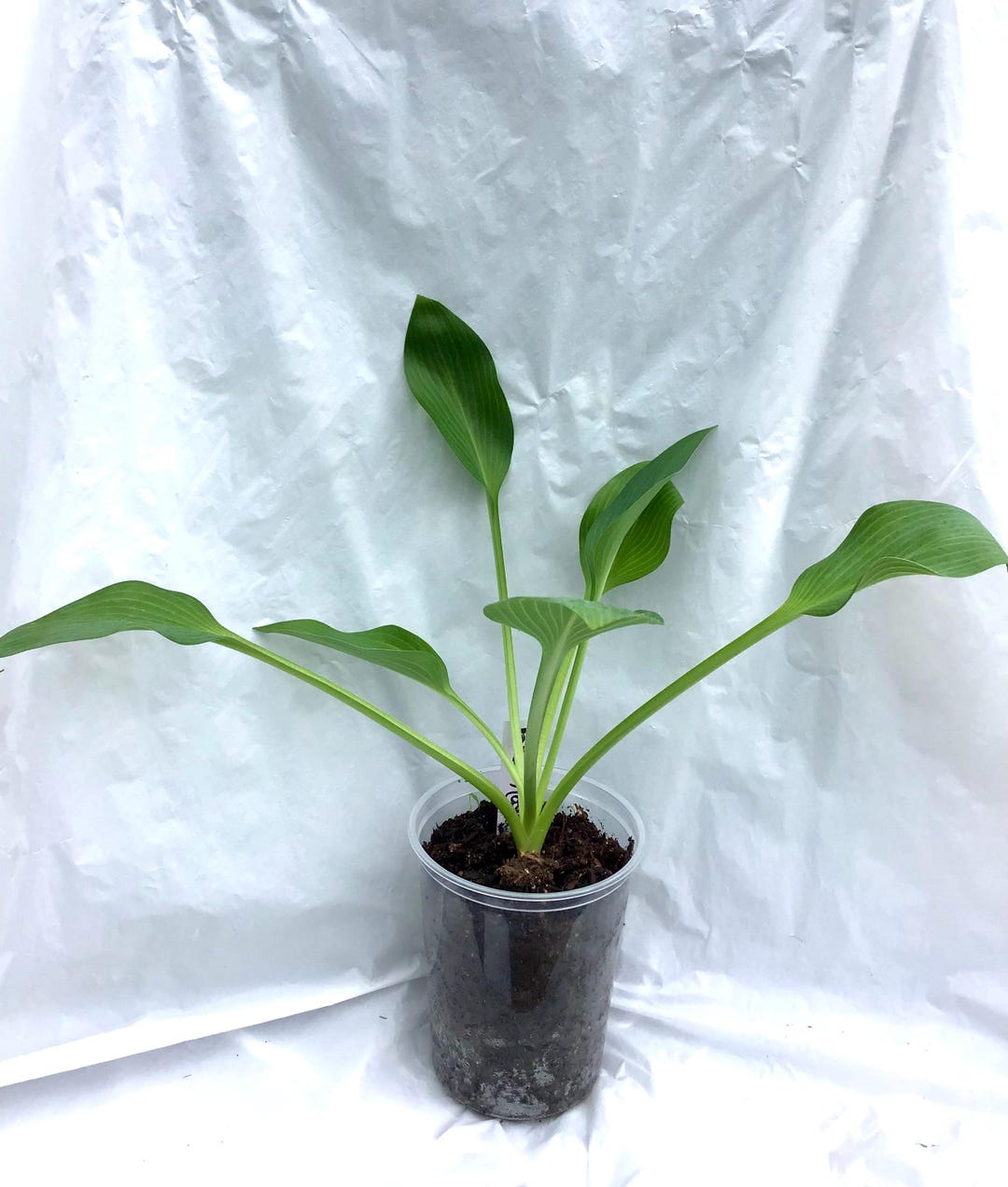 Blue Mixed Hosta Plant+free Bare Root Day Lily and Pollinator Flower ...