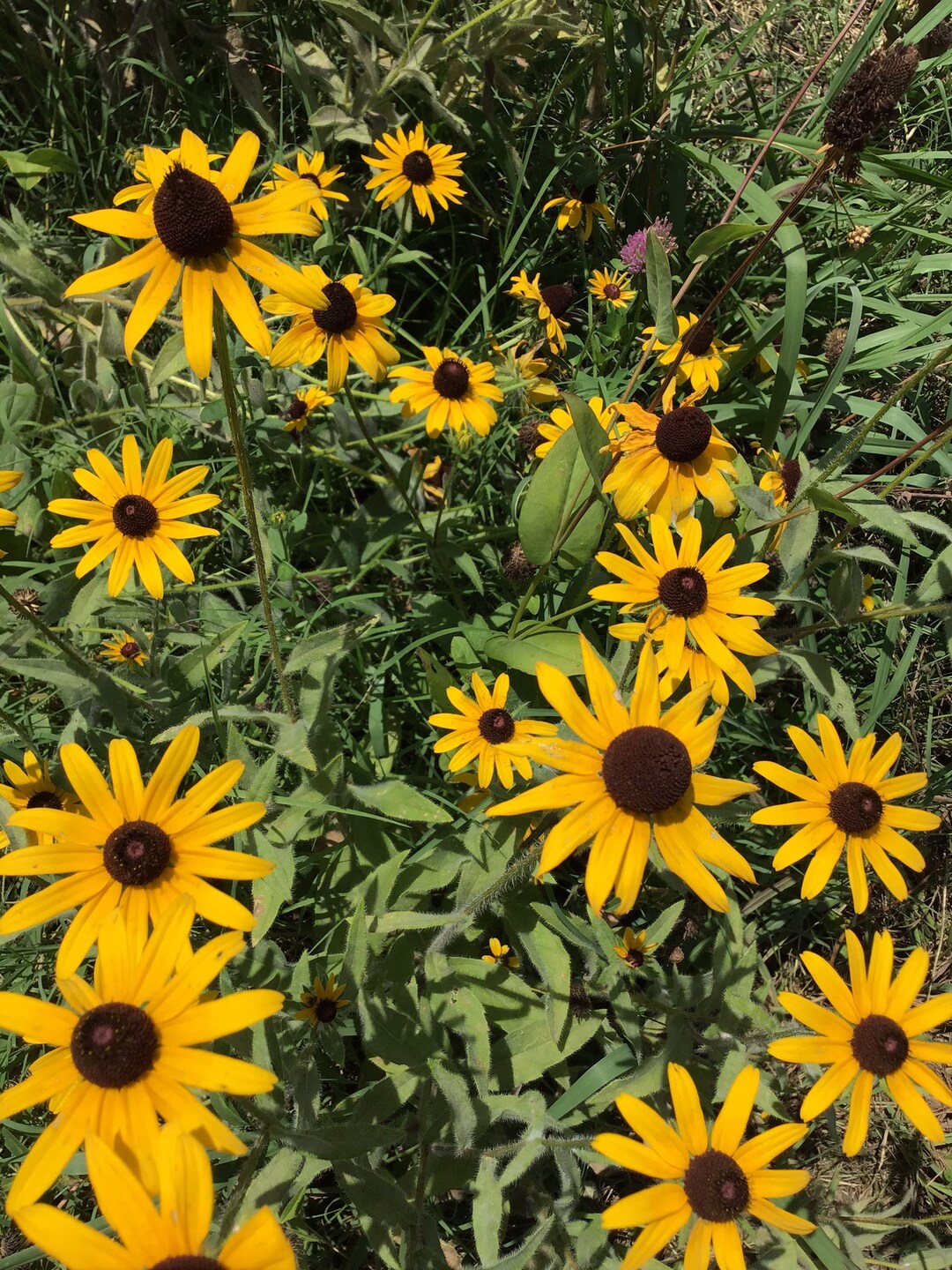 3 Live Black-eyed Susan Plants(4inch Pot) +free Pollinator Flower Seeds ...