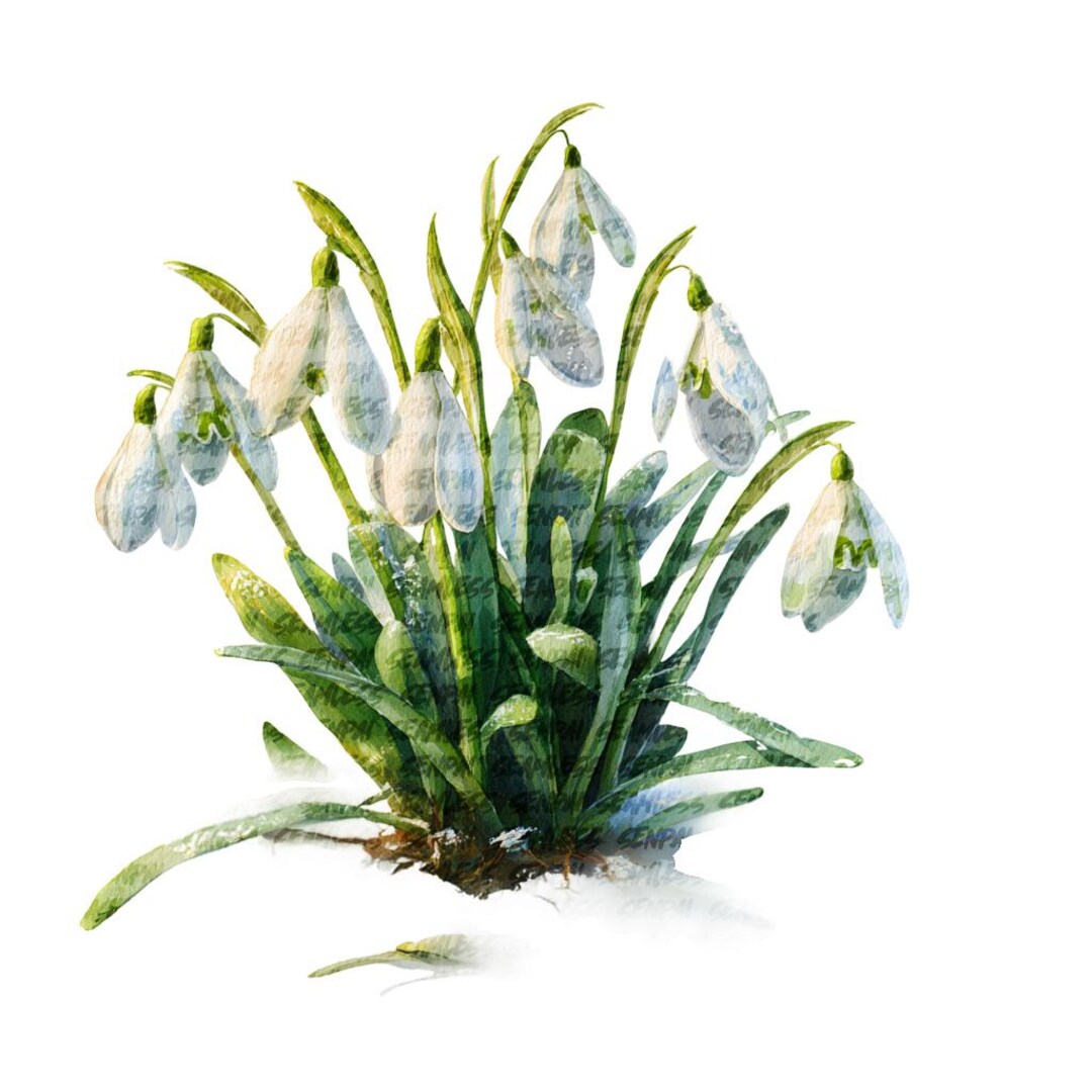 Snowdrop Clipart Spring Flowers Printable Watercolor Floral Design ...