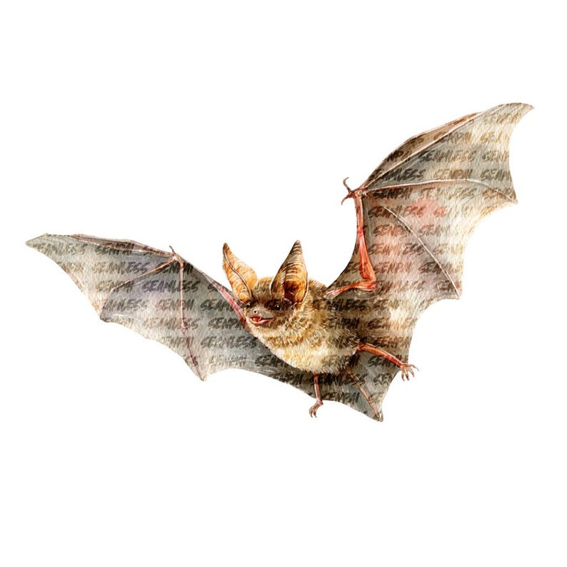 Vampire Bat Clipart Dracula Animal Form Watercolor Paper Craft PNG ...